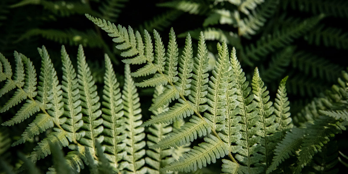 Der Royal Fern Complex